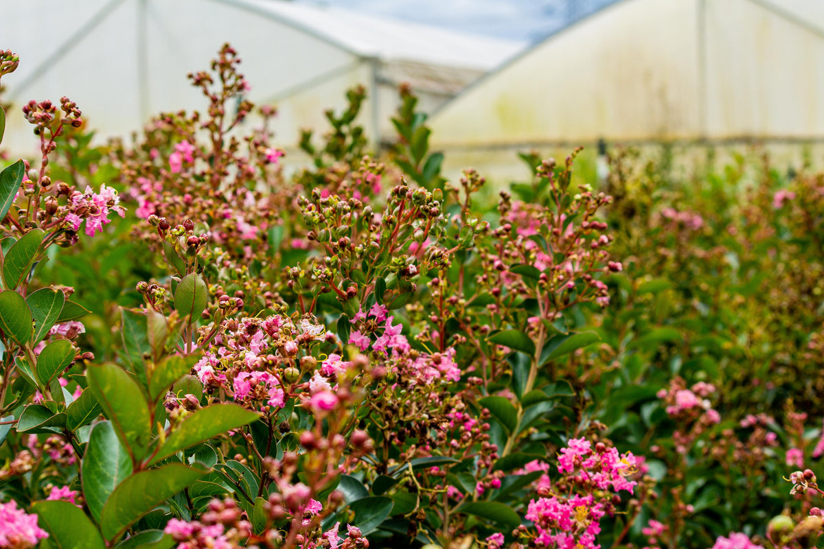 Trees — Solomons Wholesale Nursery
