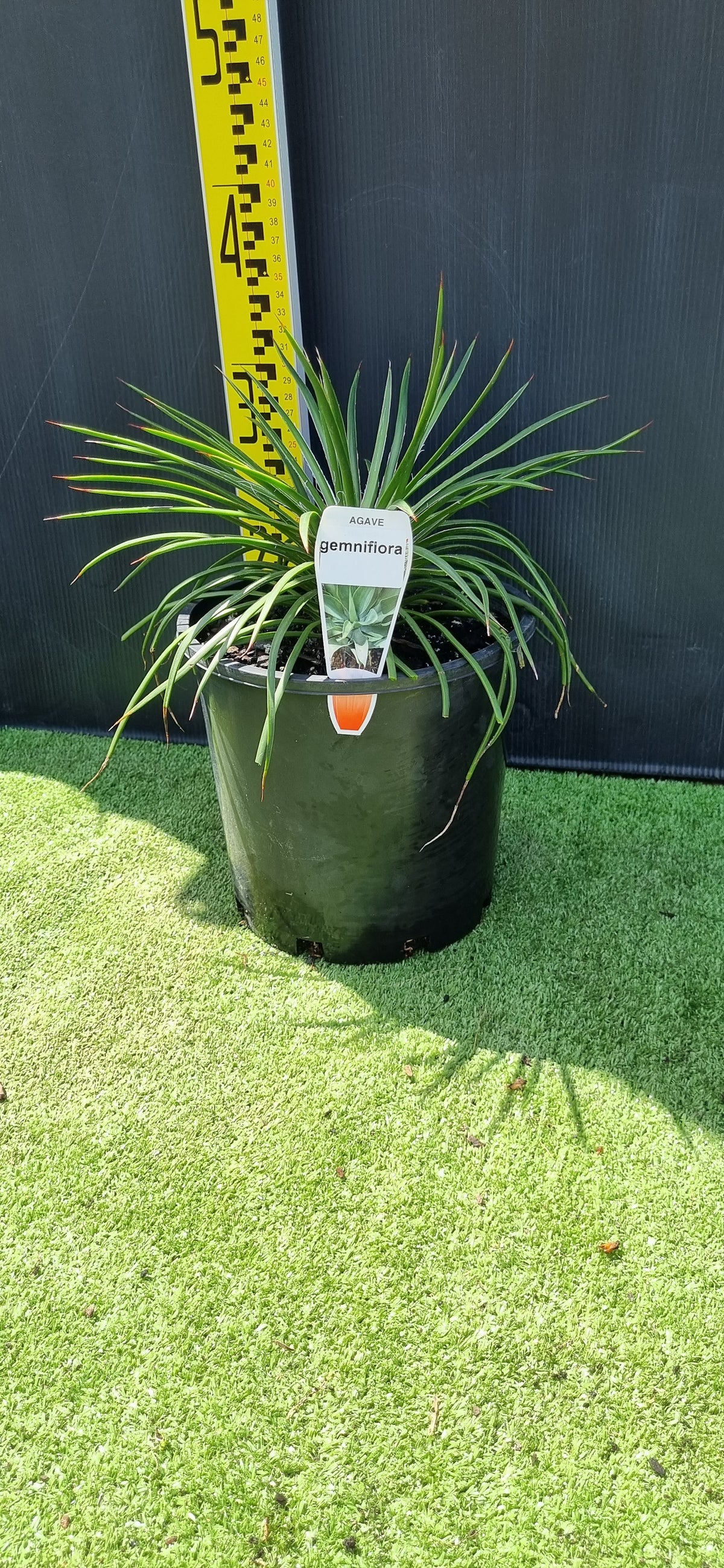 Agave Gemniflora 250mm — Solomons Wholesale Nursery