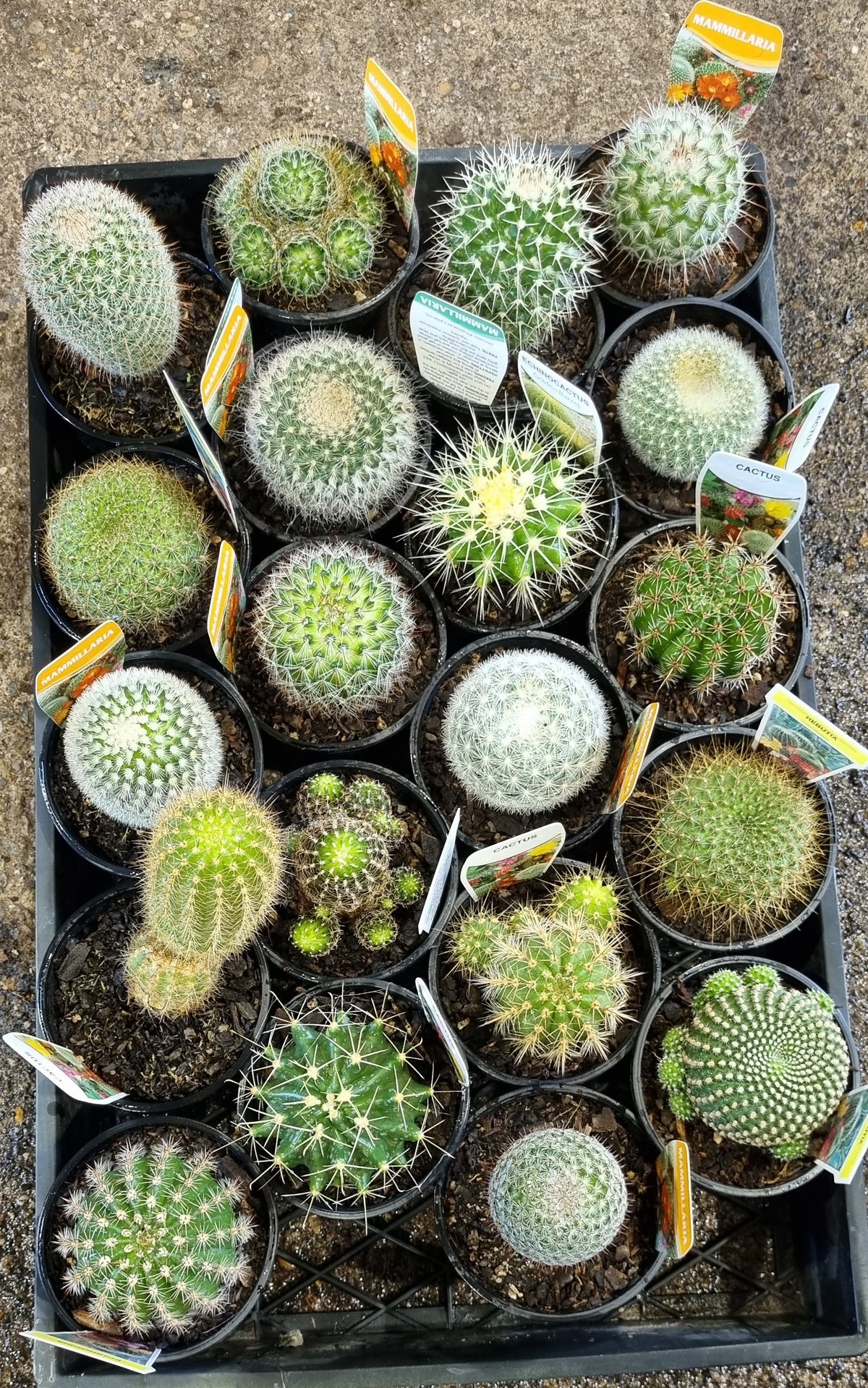 Cactus Assorted 100mm — Solomons Wholesale Nursery