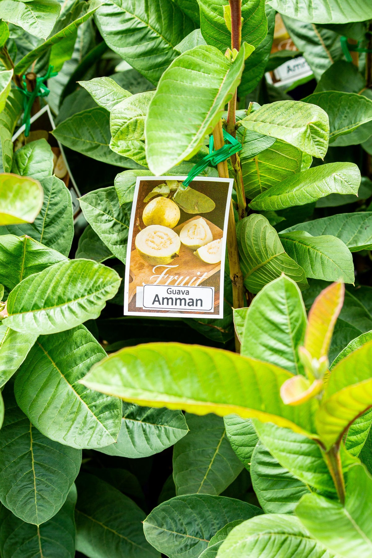 Psidium Guava Amman 300mm — Solomons Wholesale Nursery