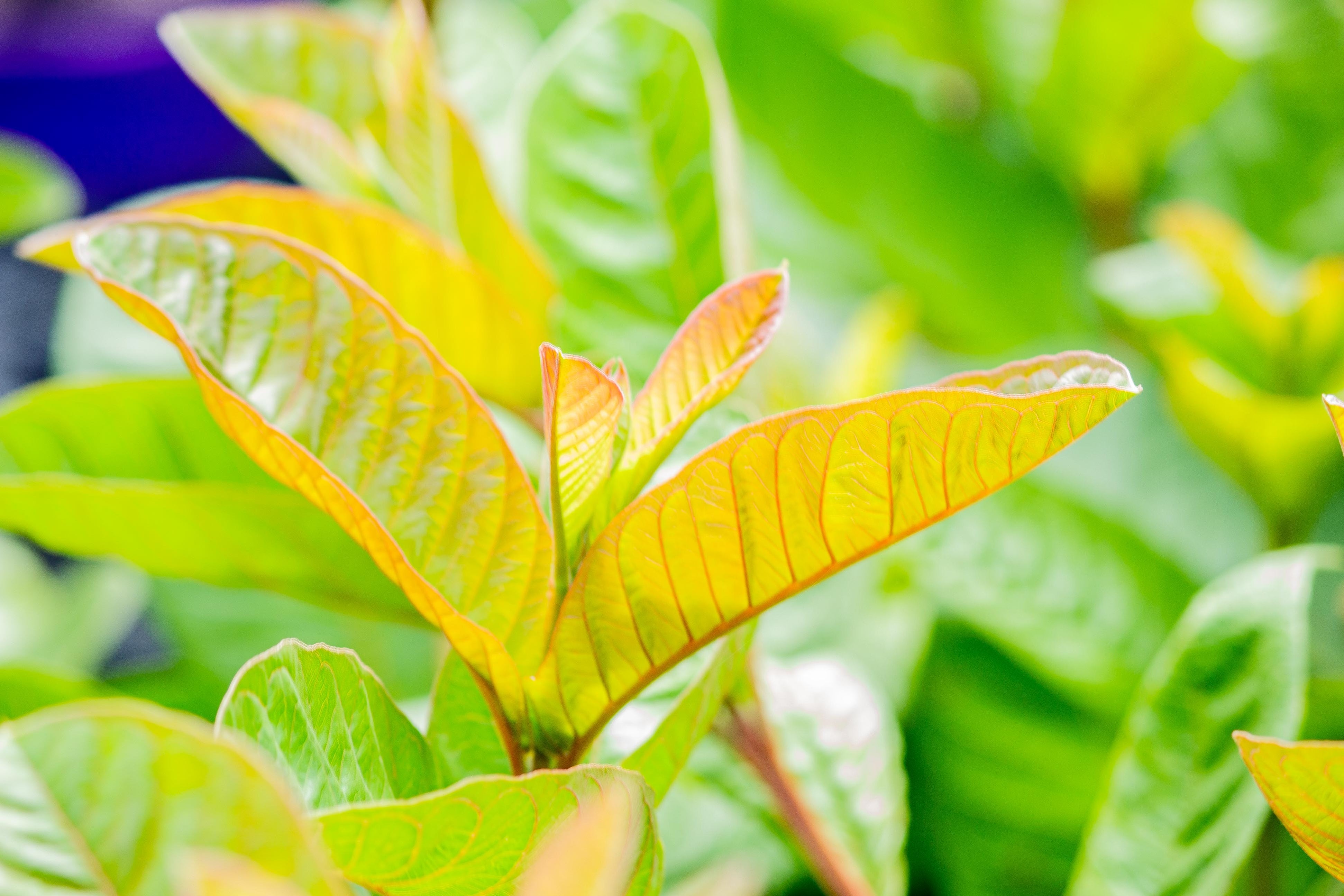 Psidium Guava Amman 300mm — Solomons Wholesale Nursery