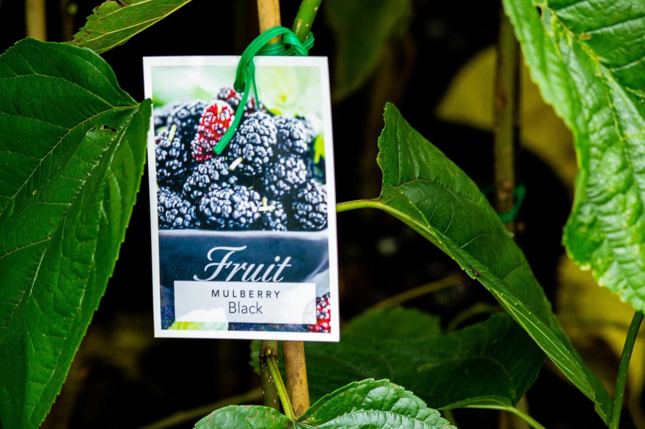Trees — Solomons Wholesale Nursery