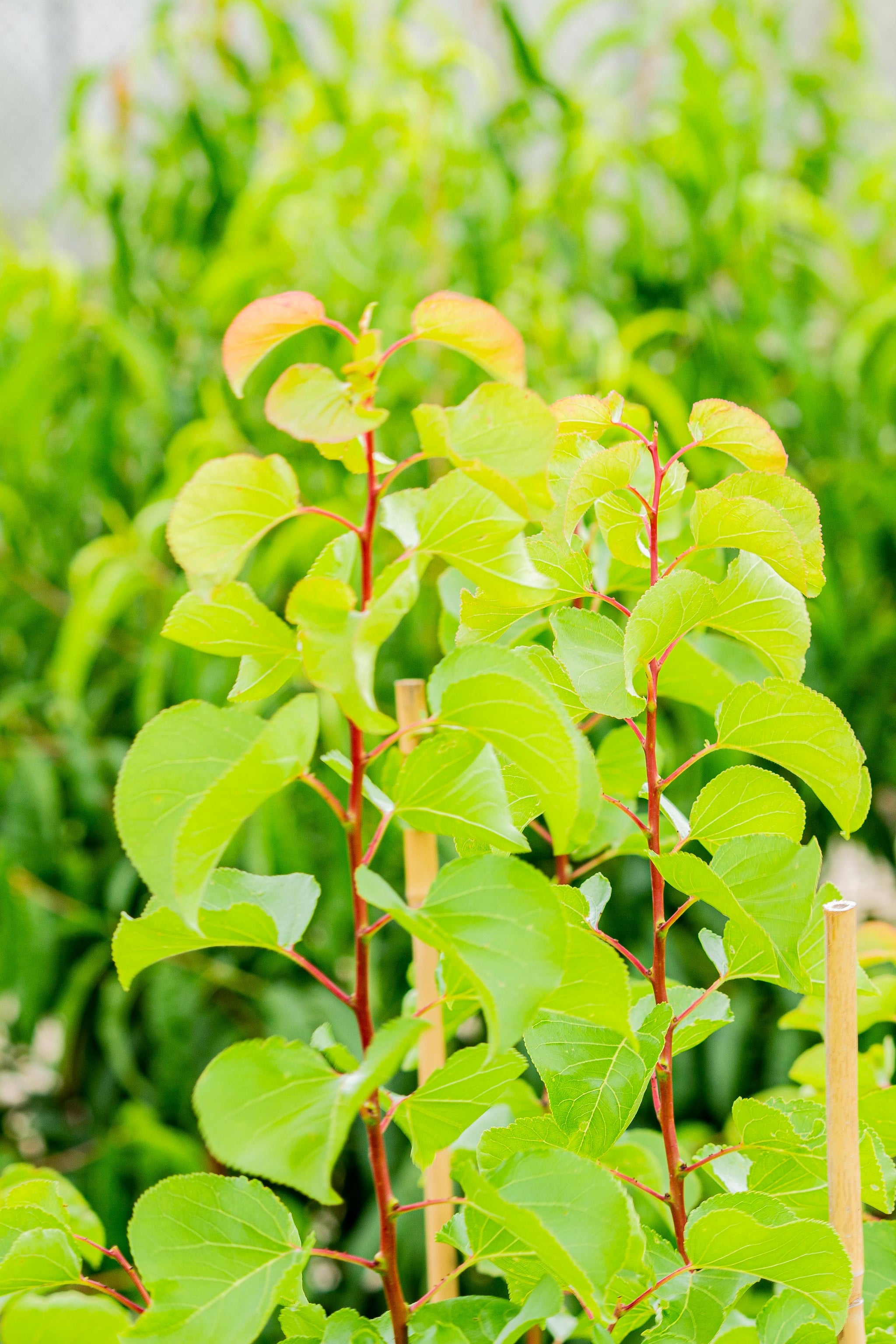 Trees — Solomons Wholesale Nursery