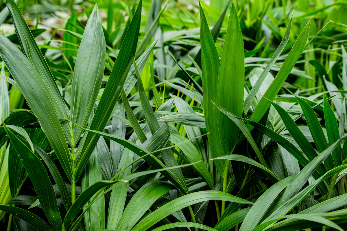 Rhapis excelsa 400mm — Solomons Wholesale Nursery