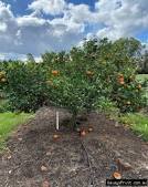 Citrus Afourer Mandarin 3 ltr — Solomons Wholesale Nursery