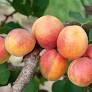 Prunus armeniaca -Apricot Dwarf Fireball 180mm — Solomons Wholesale Nursery