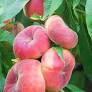 Prunus persica Peach Angel Dwarf 180mm — Solomons Wholesale Nursery