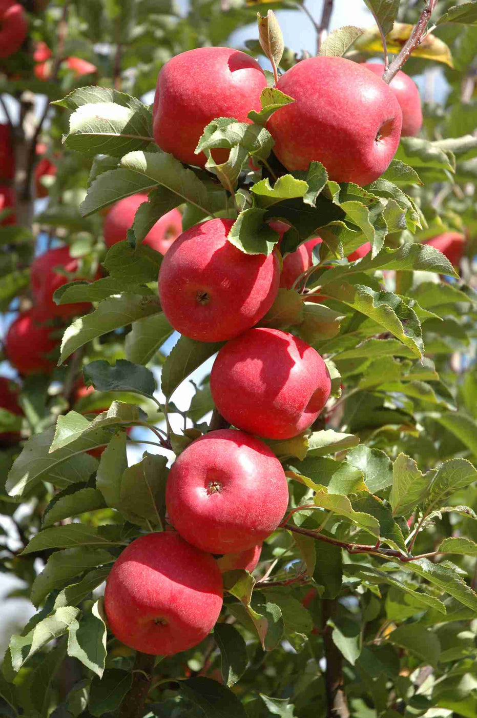 Malus Apple 'Pinkabelle' Dwarf Pink Lady 180mm — Solomons Wholesale Nursery